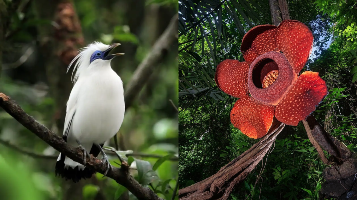Persebaran Flora Fauna Endemik Indonesia dan Faktor yang ...