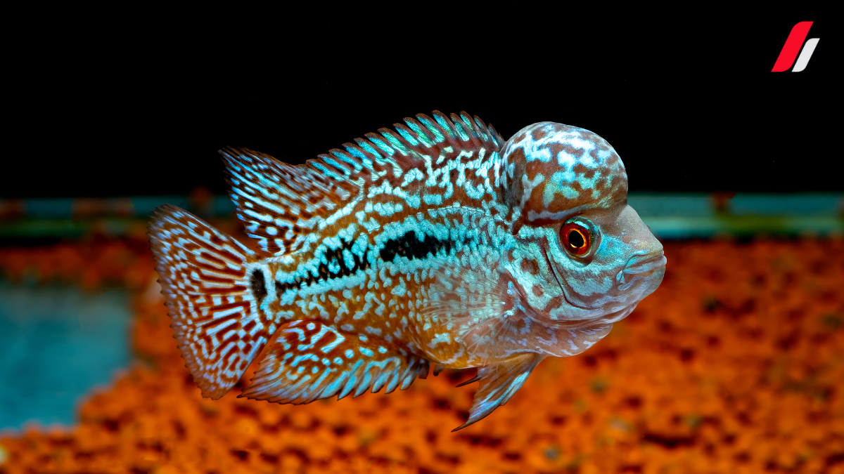 6 Ciri-Ciri Ikan Louhan Kamfa Berkualitas yang Wajib Dipahami - IndoTimes