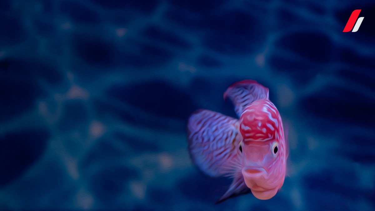 6 Ciri-Ciri Ikan Louhan Kamfa Berkualitas yang Wajib Dipahami - IndoTimes