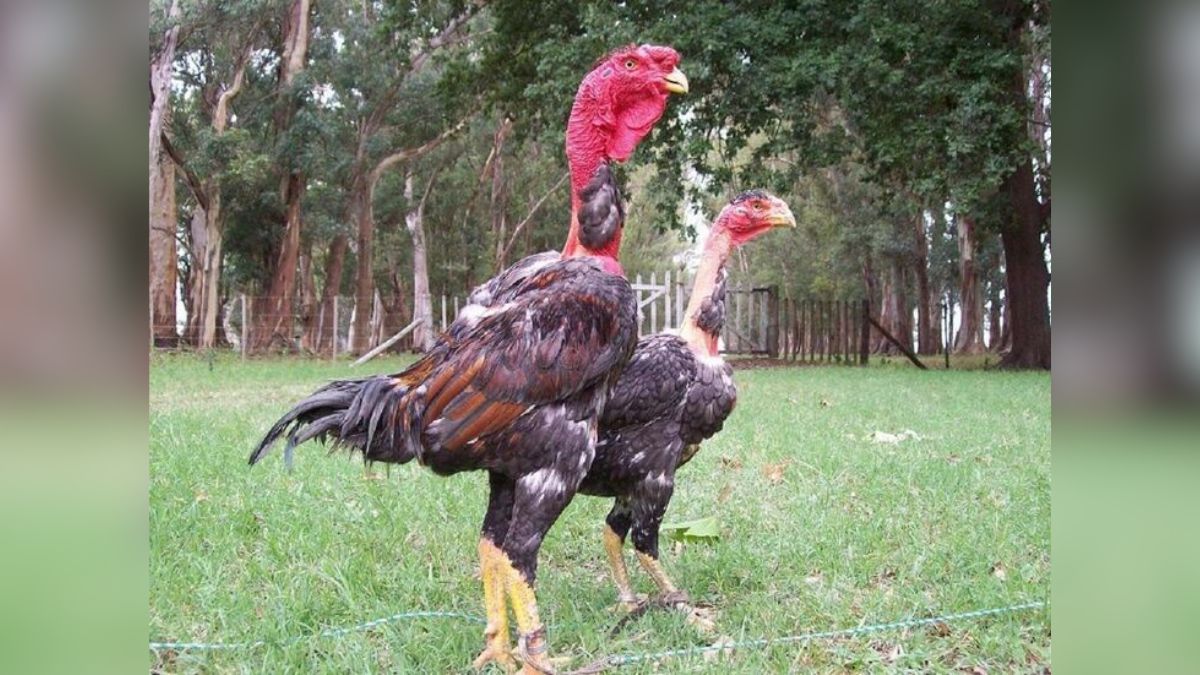 Ayam Ganoi: Bagaimana Ciri-Ciri, Pemeliharaan, Kelebihan dan Kekurangan ...