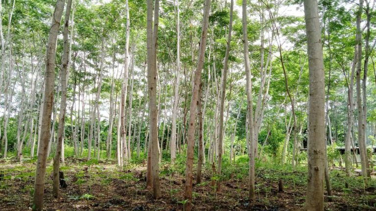 10 Jenis Pohon Peneduh Rumah yang Bisa Ditanam Depan Rumah - IndoTimes
