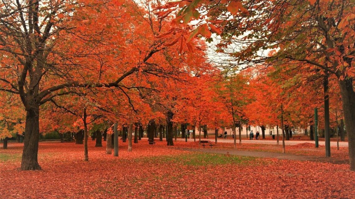 10 Jenis Pohon Peneduh Rumah yang Bisa Ditanam Depan Rumah - IndoTimes