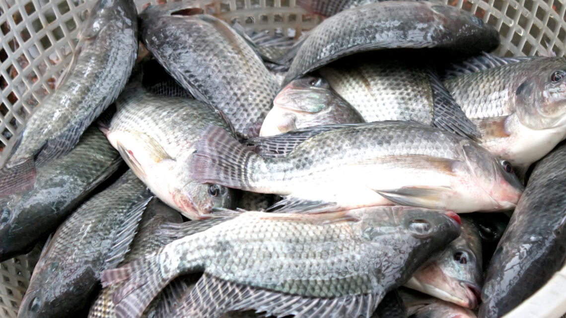 Teknik Mengundang Ikan Nila Babon: Memahami Kebutuhan dan Keinginan ...