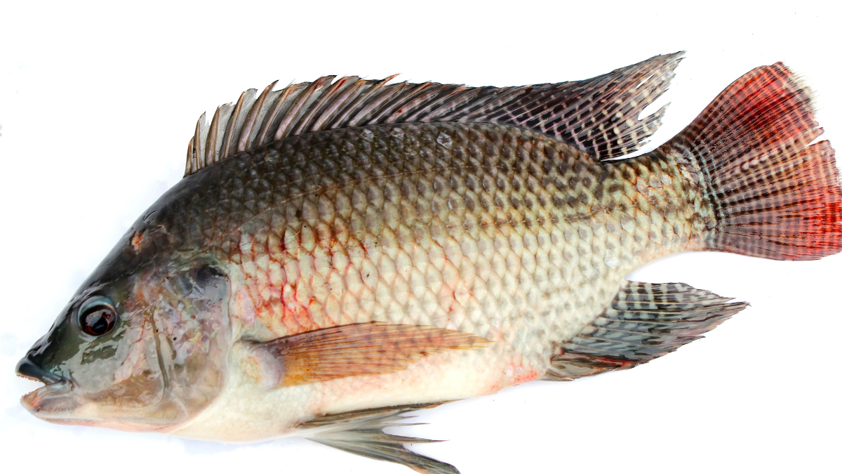 Teknik Mengundang Ikan Nila Babon: Memahami Kebutuhan dan Keinginan ...