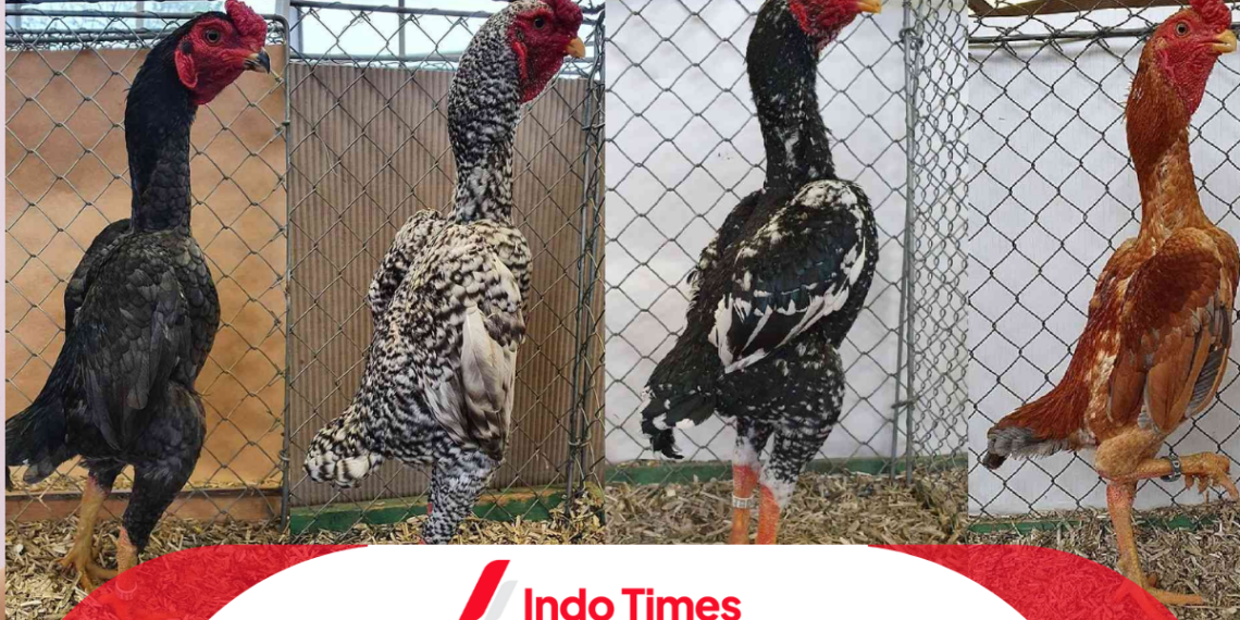 Mengenal Ayam Shamo: Jenis, Ciri-Ciri, Kekurangan dan Kelebihan - IndoTimes