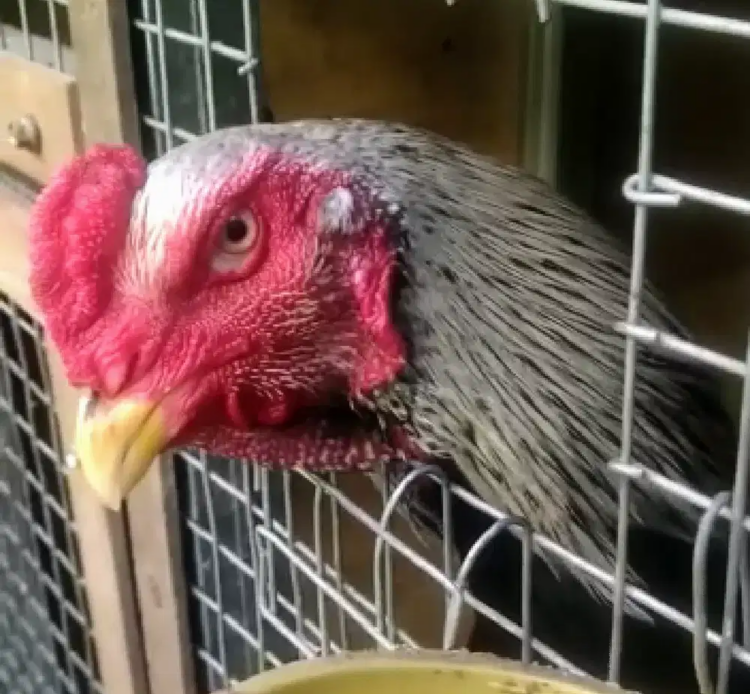 Mengenal Ayam Shamo: Jenis, Ciri-Ciri, Kekurangan dan Kelebihan - IndoTimes