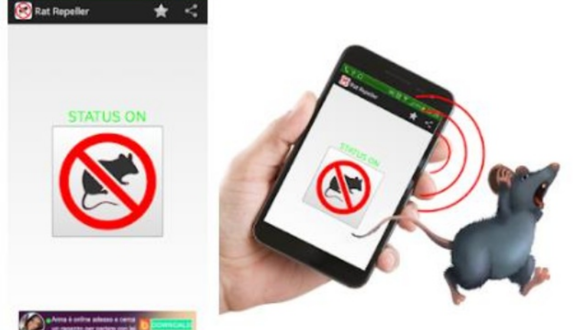 8 Cara Mengusir Curut dengan Bahan Alami dan Efektif - IndoTimes