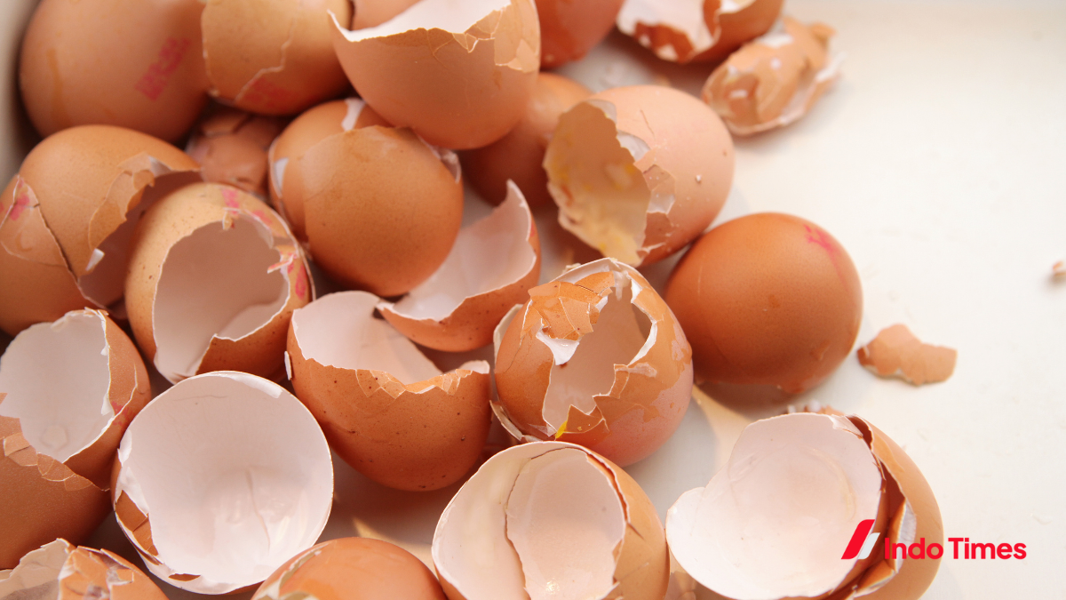 8 Cara Mengusir Curut dengan Bahan Alami dan Efektif - IndoTimes