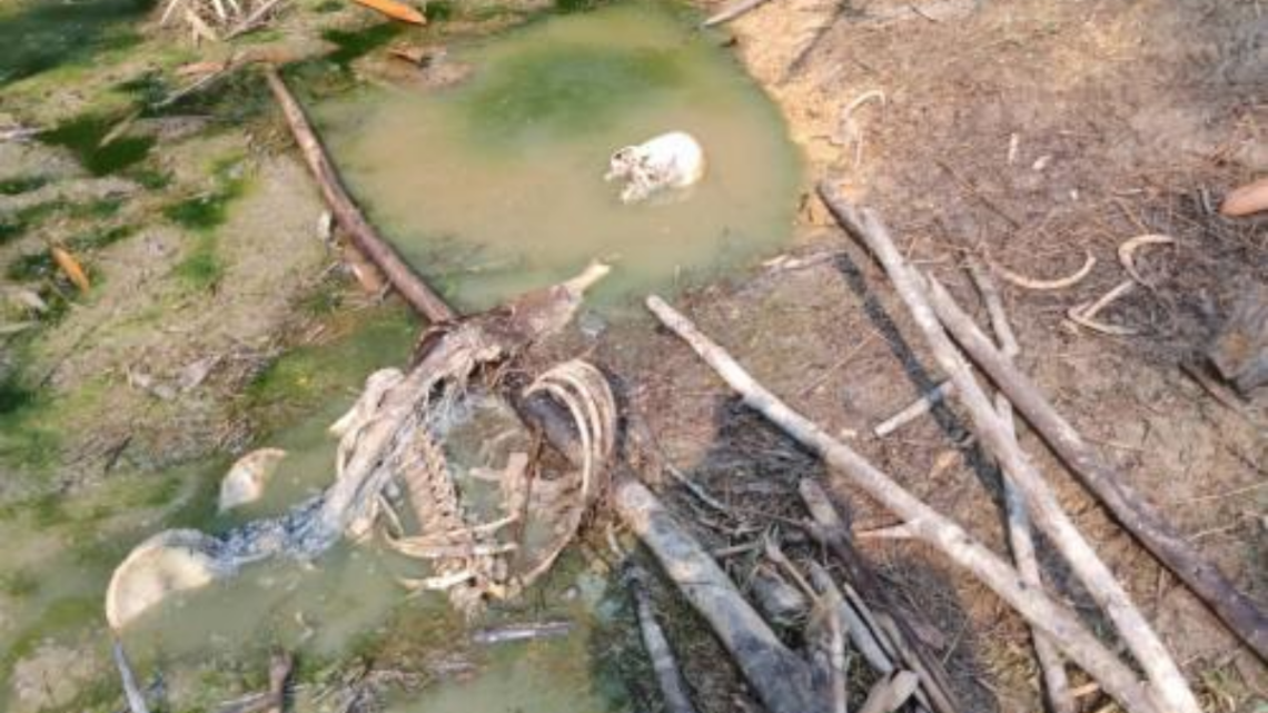 Bikin Geger! Ada Kerangka Manusia di Hutan Jasinga Bogor, Tulang ...