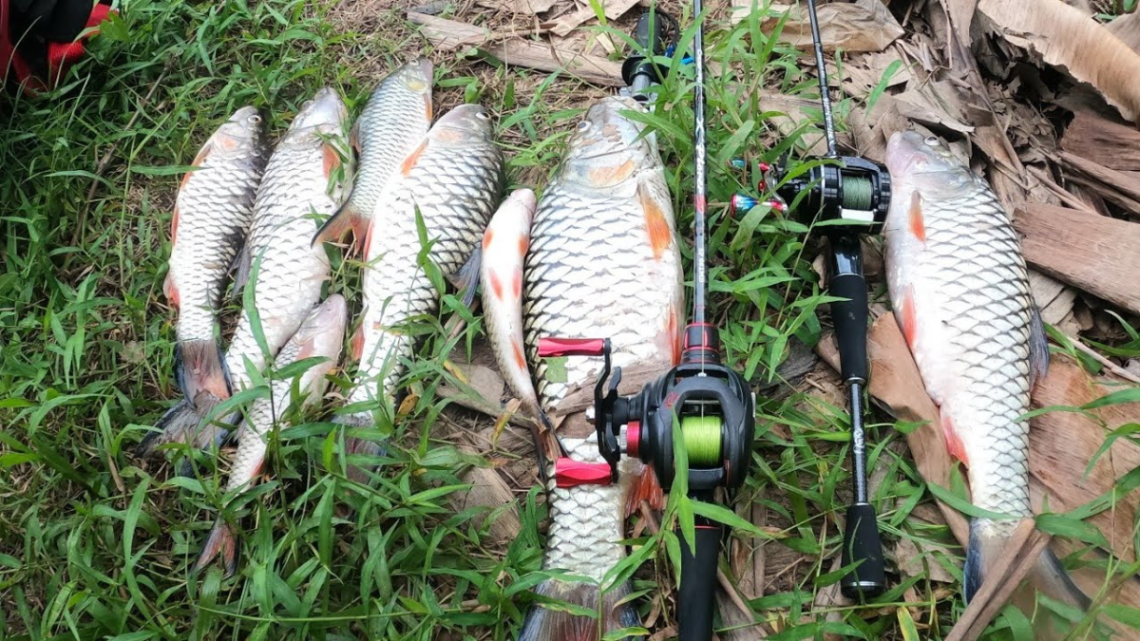 7 Umpan Ikan Hampala Paling Jitu dan Strategi Pemancingan yang Efektif ...